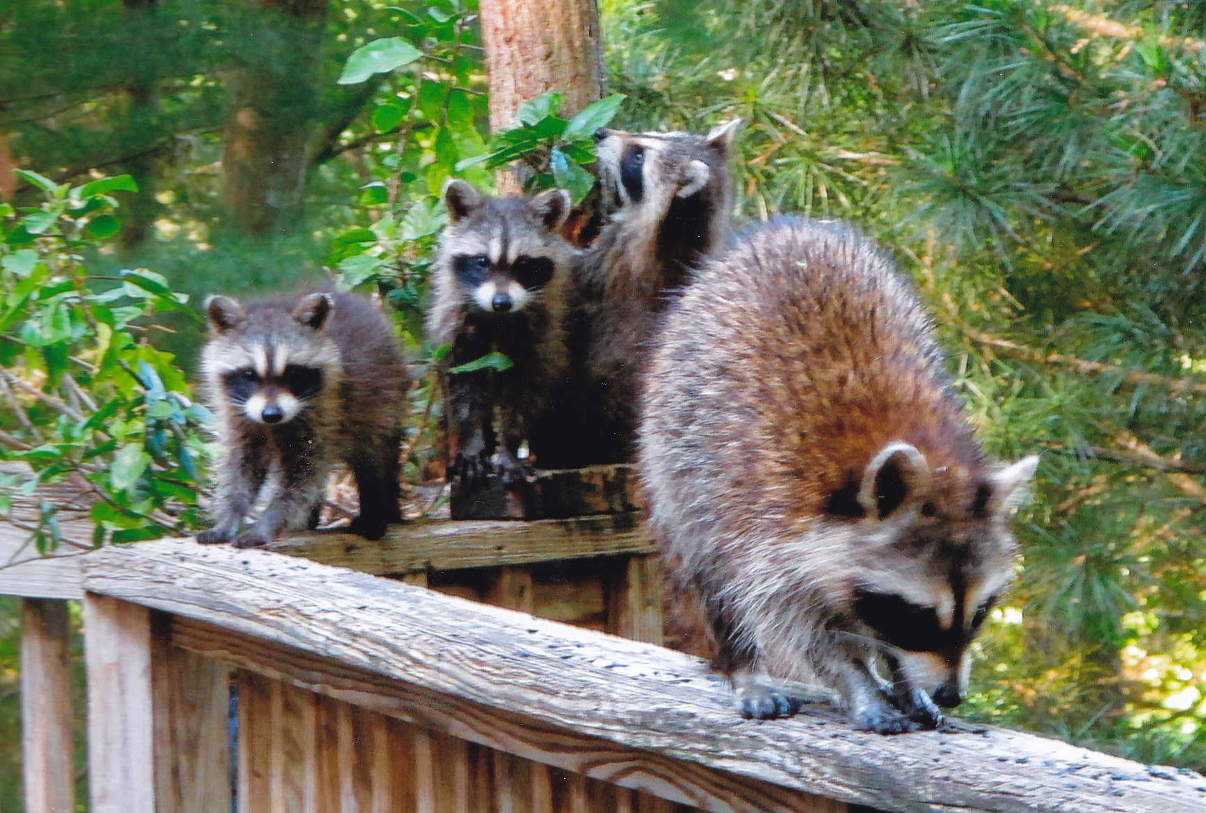 Hello, Raccoons! « North & South Rivers Watershed Association