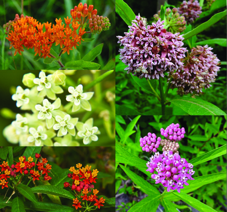 Plant a Monarch Garden - North and South Rivers Watershed Association