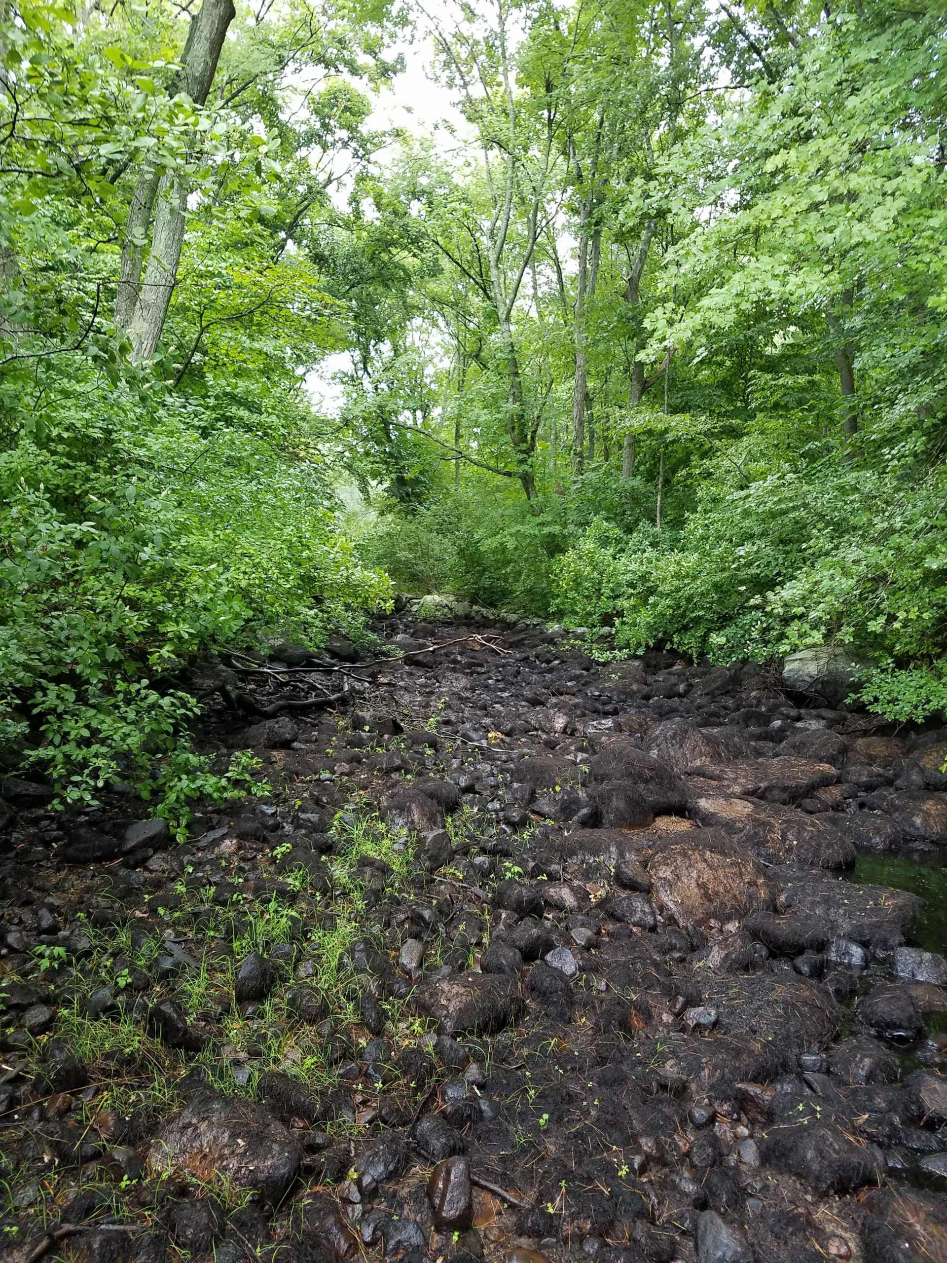 Third Herring Brook Restoration - North and South Rivers Watershed ...