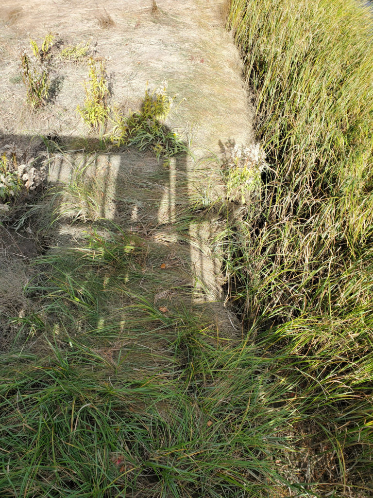 Salt Marsh Sentinels - North and South Rivers Watershed Association