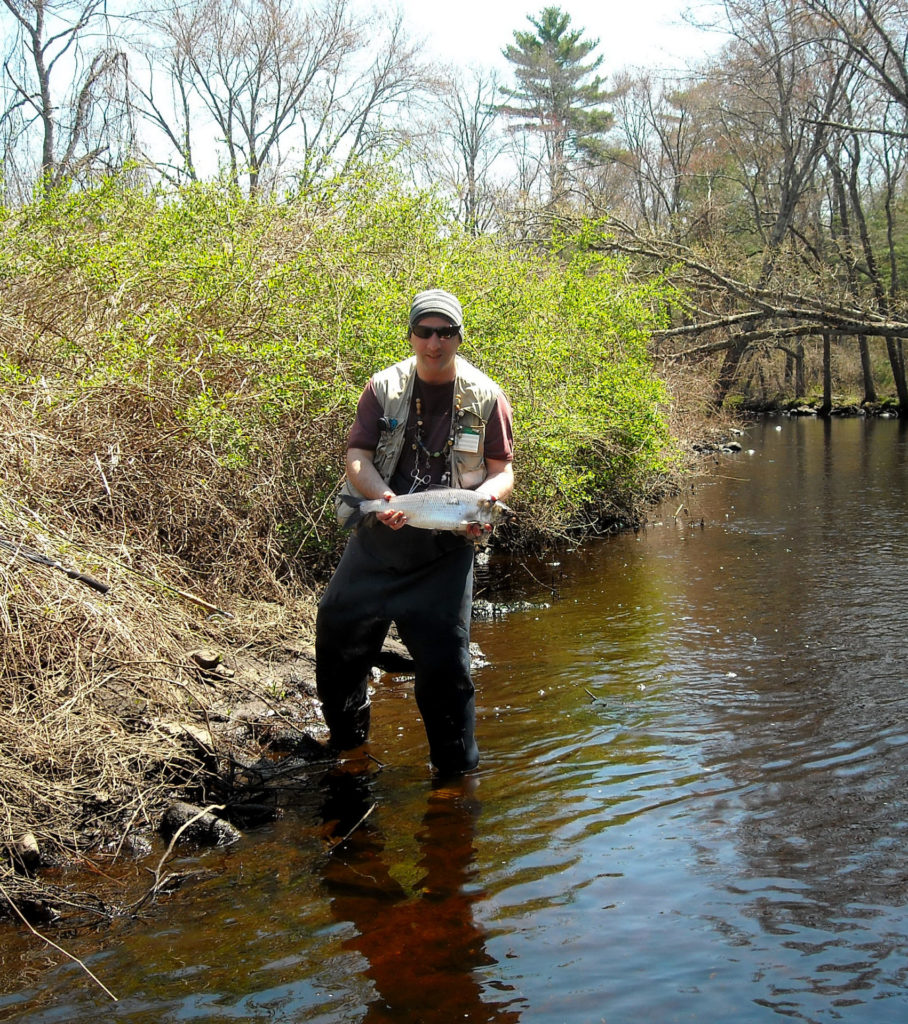 Shad Fishing in the North and South Rivers - North and South Rivers ...